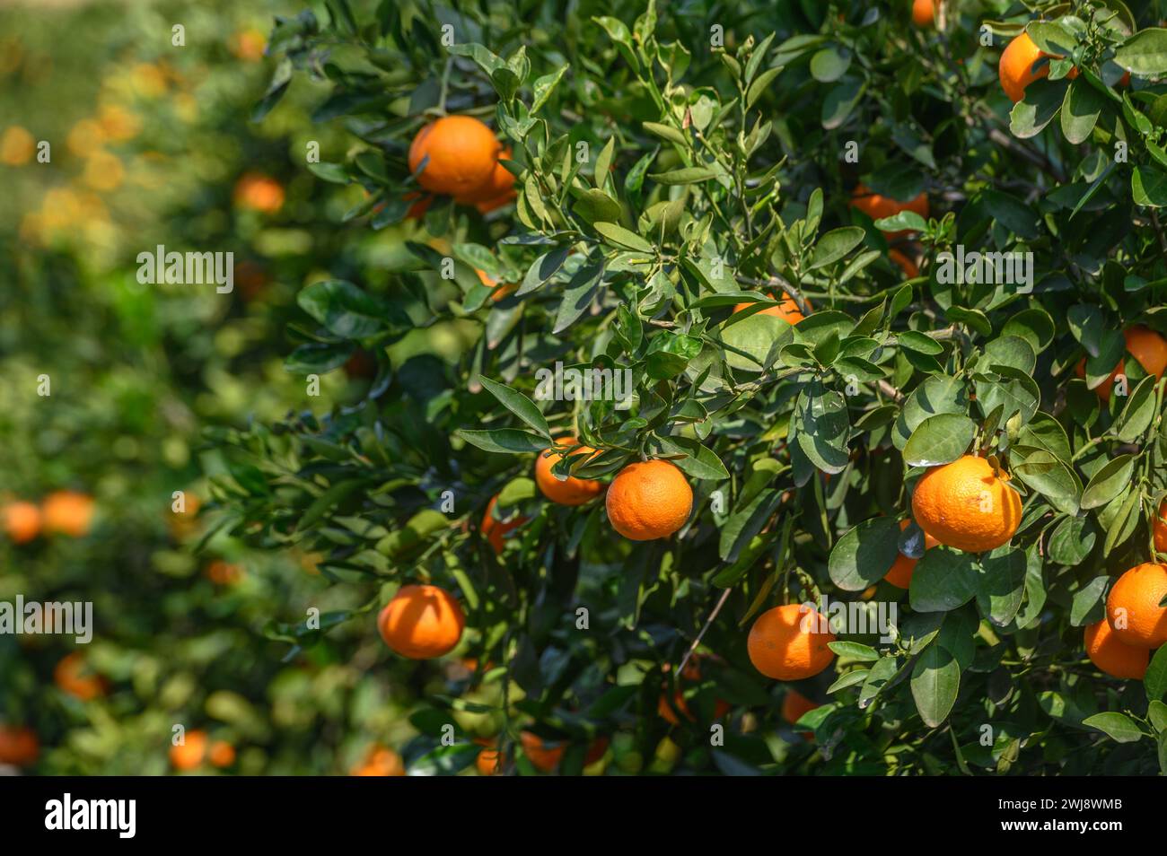 Cyprus orange tree oranges hi-res stock photography and images - Alamy