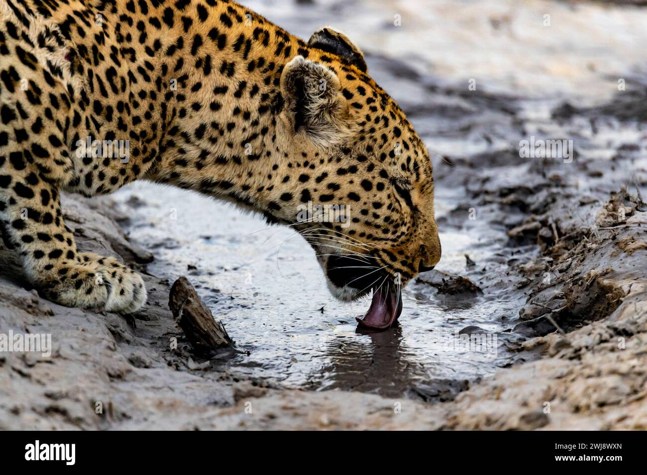 Leopard drink hi-res stock photography and images - Alamy