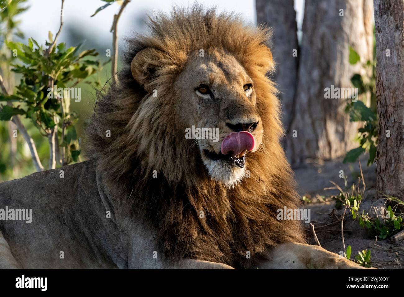 Mane 2023 hi-res stock photography and images - Alamy