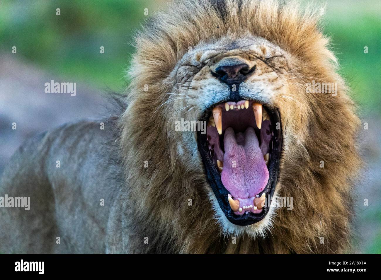 A big yawn by a male lion in Botswana Stock Photo - Alamy
