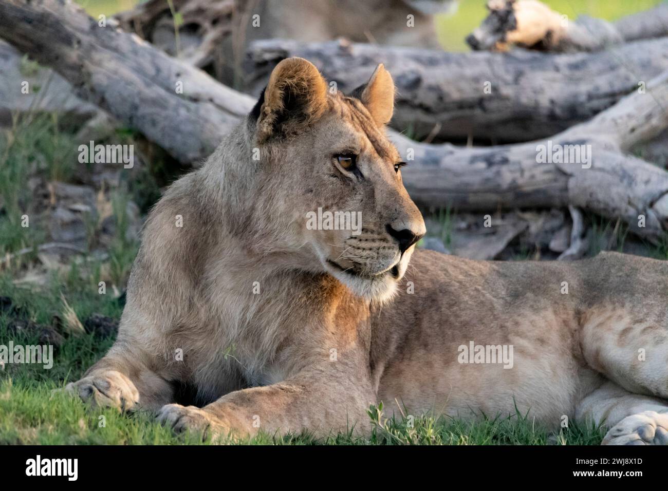 Lion lying on back hi-res stock photography and images - Alamy