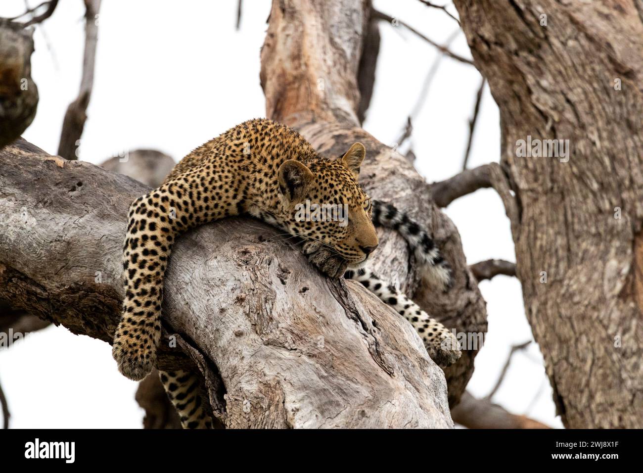 Female on tree bark hi-res stock photography and images - Alamy