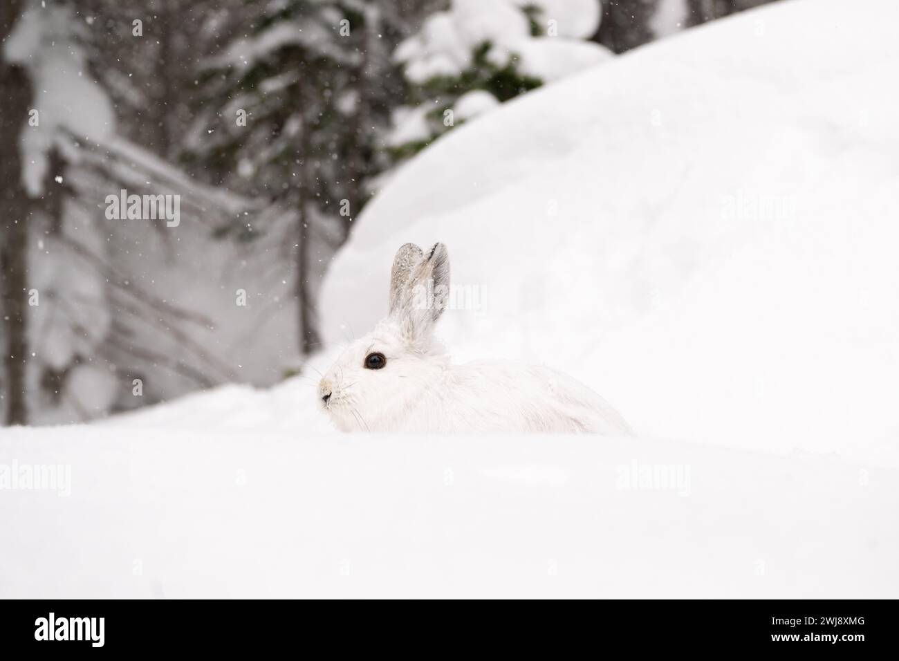 Rocky Mountain Snowshoe Hare Stock Photo - Alamy