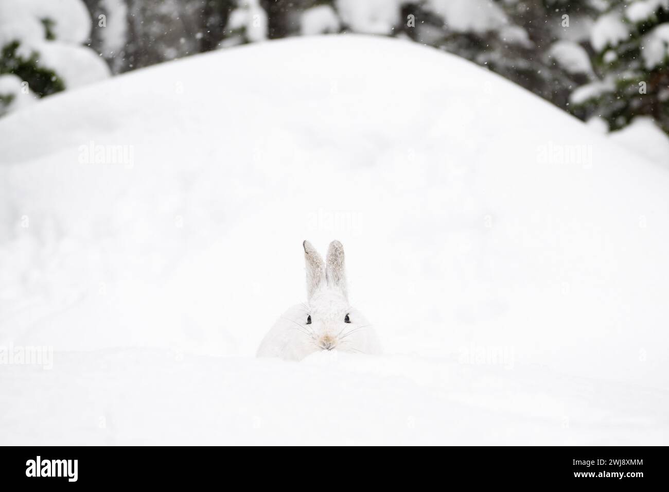 Rocky Mountain Snowshoe Hare Stock Photo - Alamy