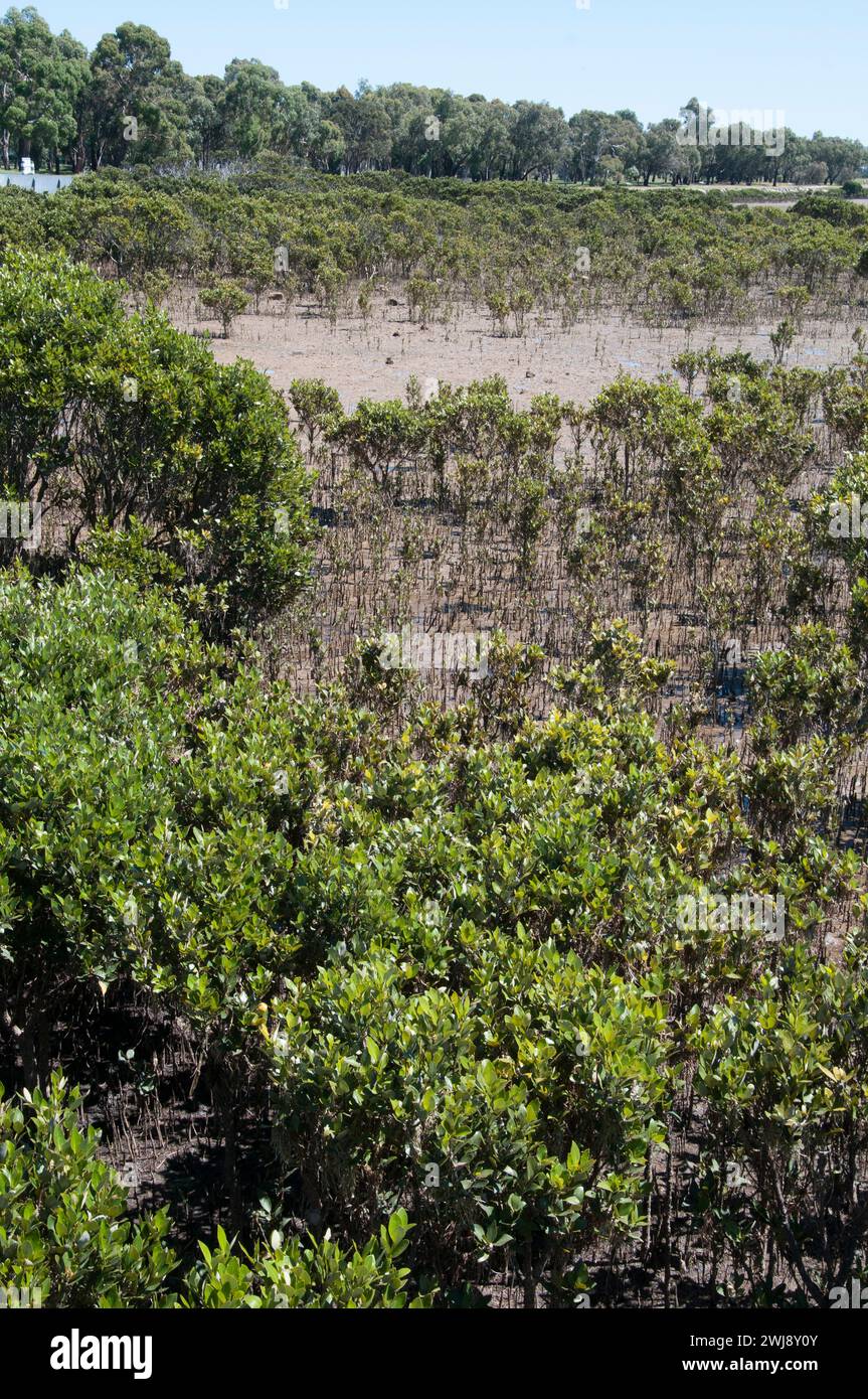 Tidal mangrove wetland at Hastings, Mornington Peninsula, Victoria ...