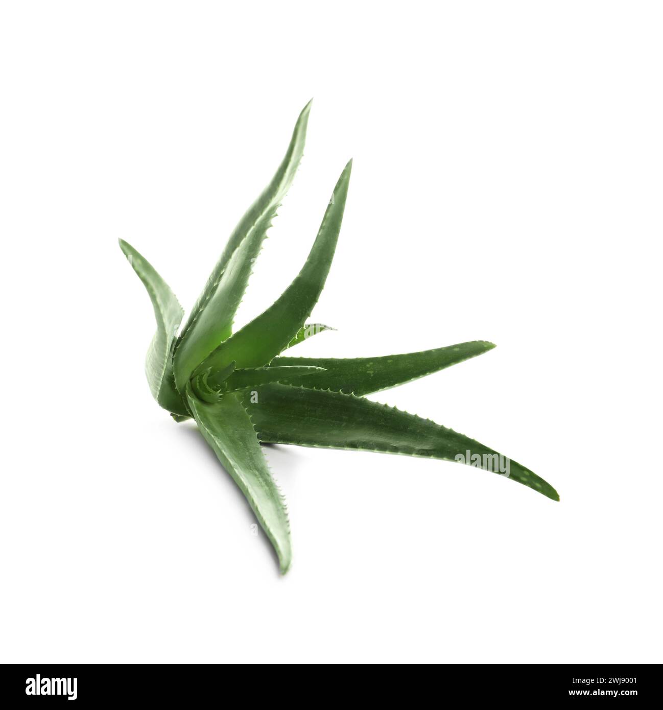 Green aloe vera plant isolated on white Stock Photo - Alamy
