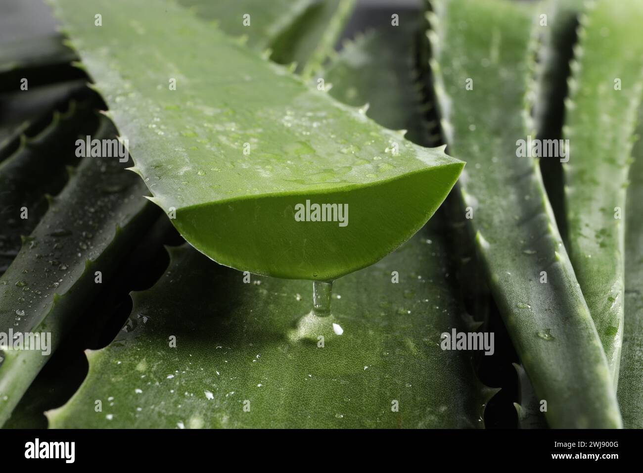 Fresh aloe juice dripping from leaf, closeup Stock Photo - Alamy