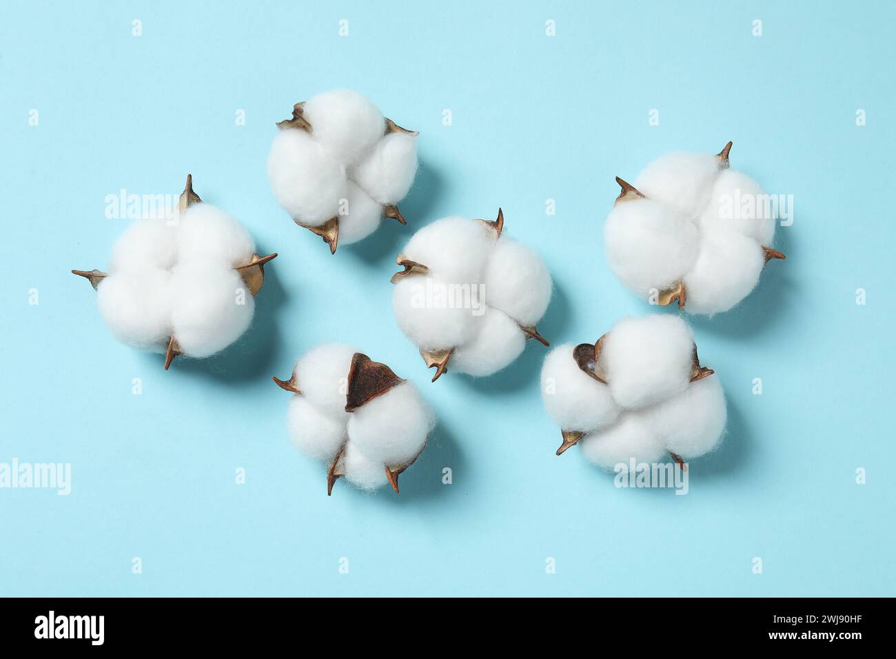 Fluffy cotton flowers on light blue background, flat lay Stock Photo ...