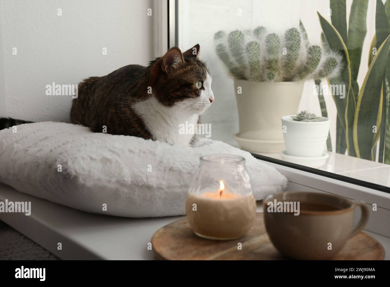 Cute cat on window sill at home. Adorable pet Stock Photo - Alamy