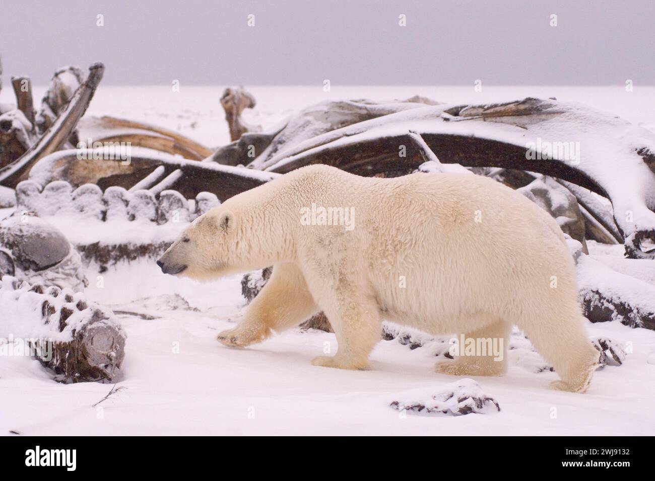 polar bear, Ursus maritimus, sow along a barrier island on the Arctic ...