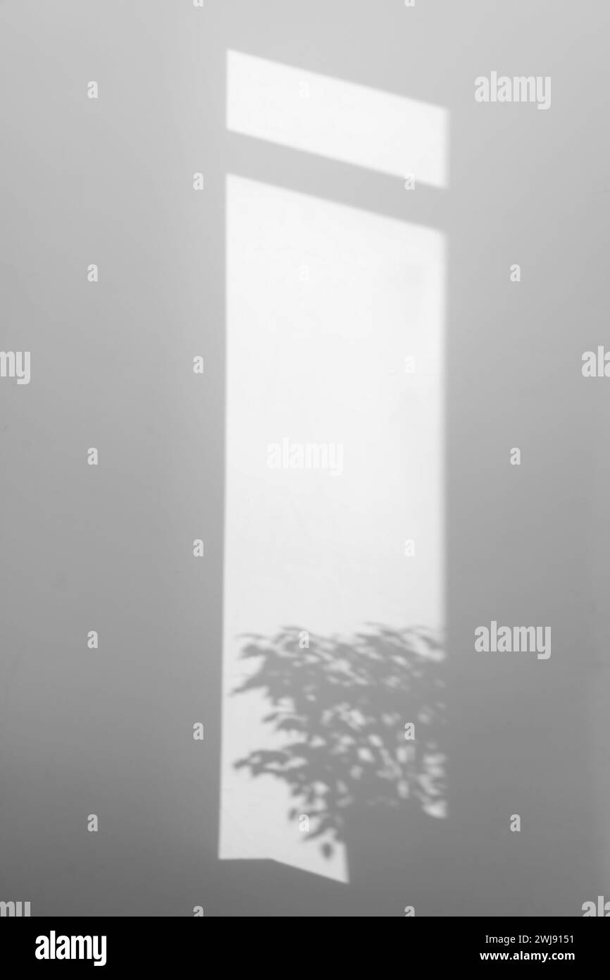 Light and shadows from plant and window on wall indoors Stock Photo - Alamy