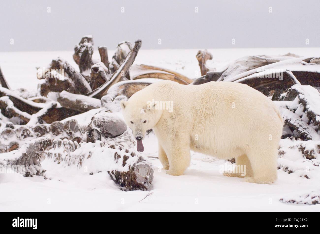 polar bear, Ursus maritimus, sow along a barrier island on the Arctic ...
