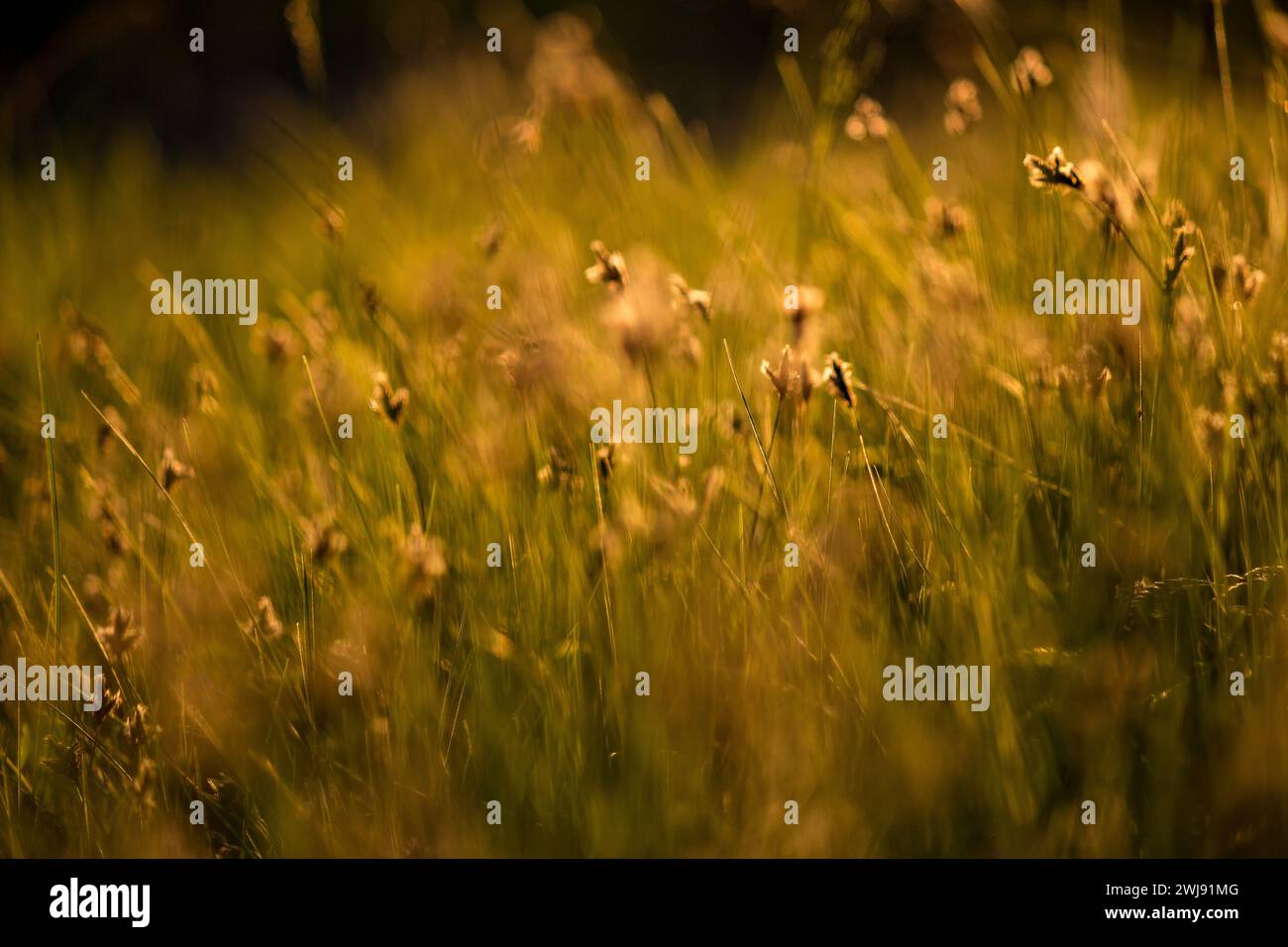 Blurred soft background with grass in a wild field Stock Photo - Alamy