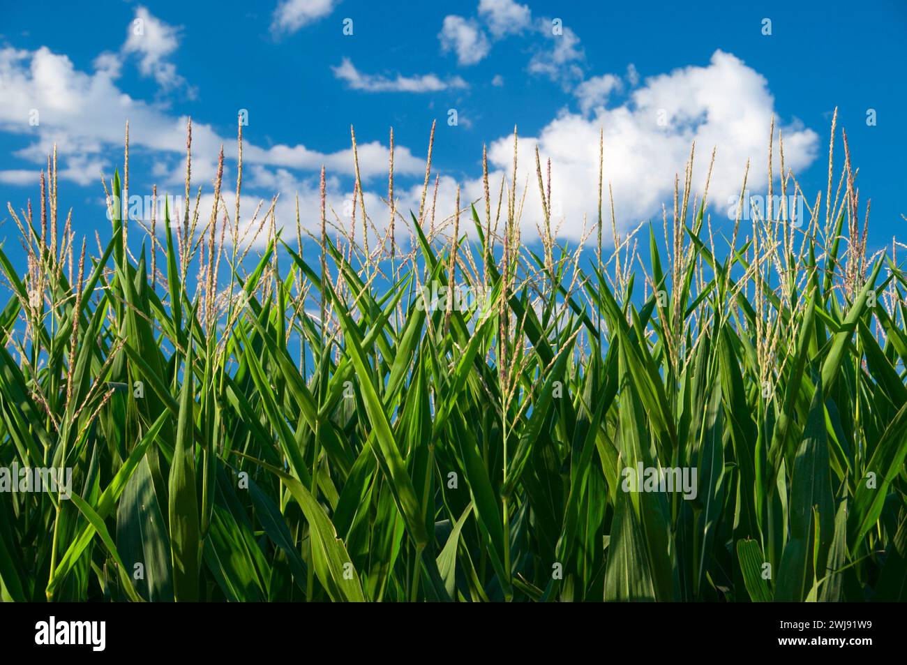 Corn field, Malheur County, Oregon Stock Photo - Alamy