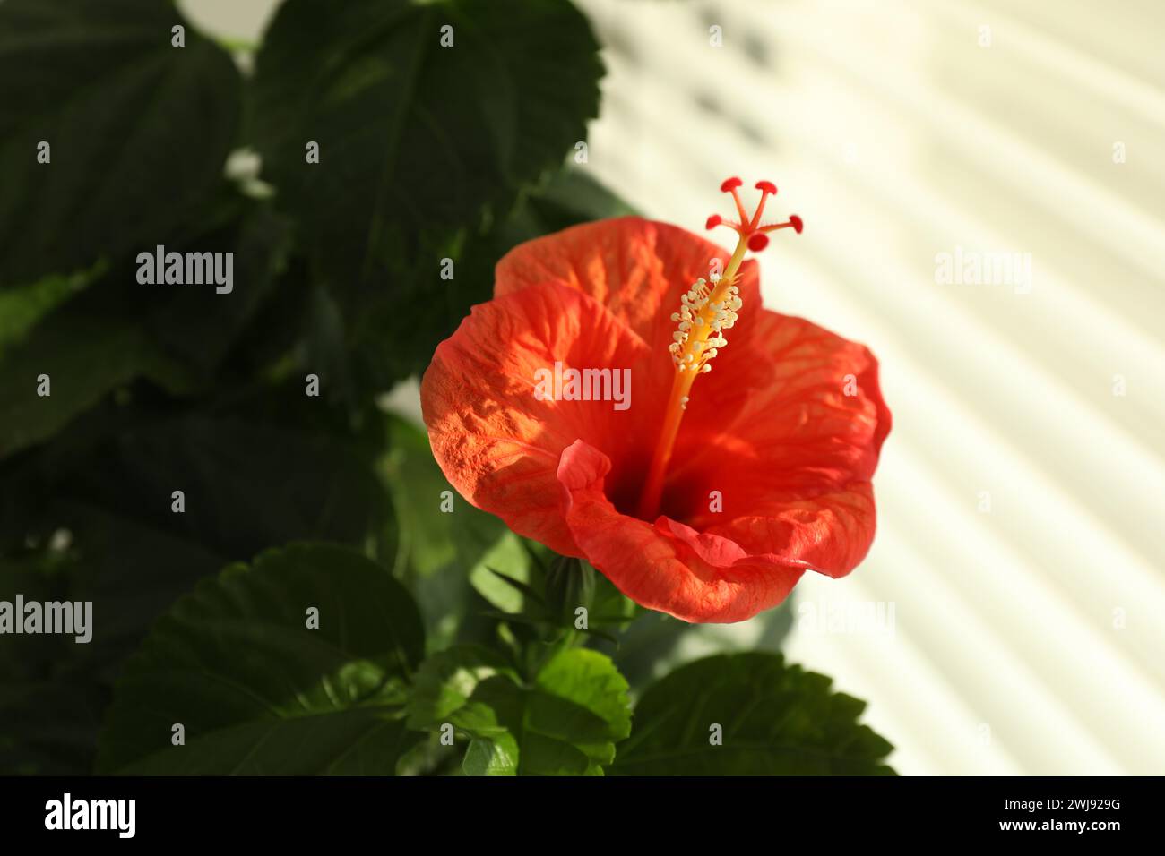 Hibiscus plant with beautiful red flower near window indoors Stock ...