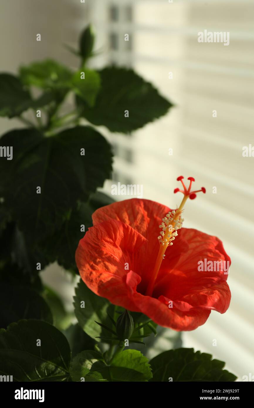 Hibiscus plant with beautiful red flower near window indoors Stock ...