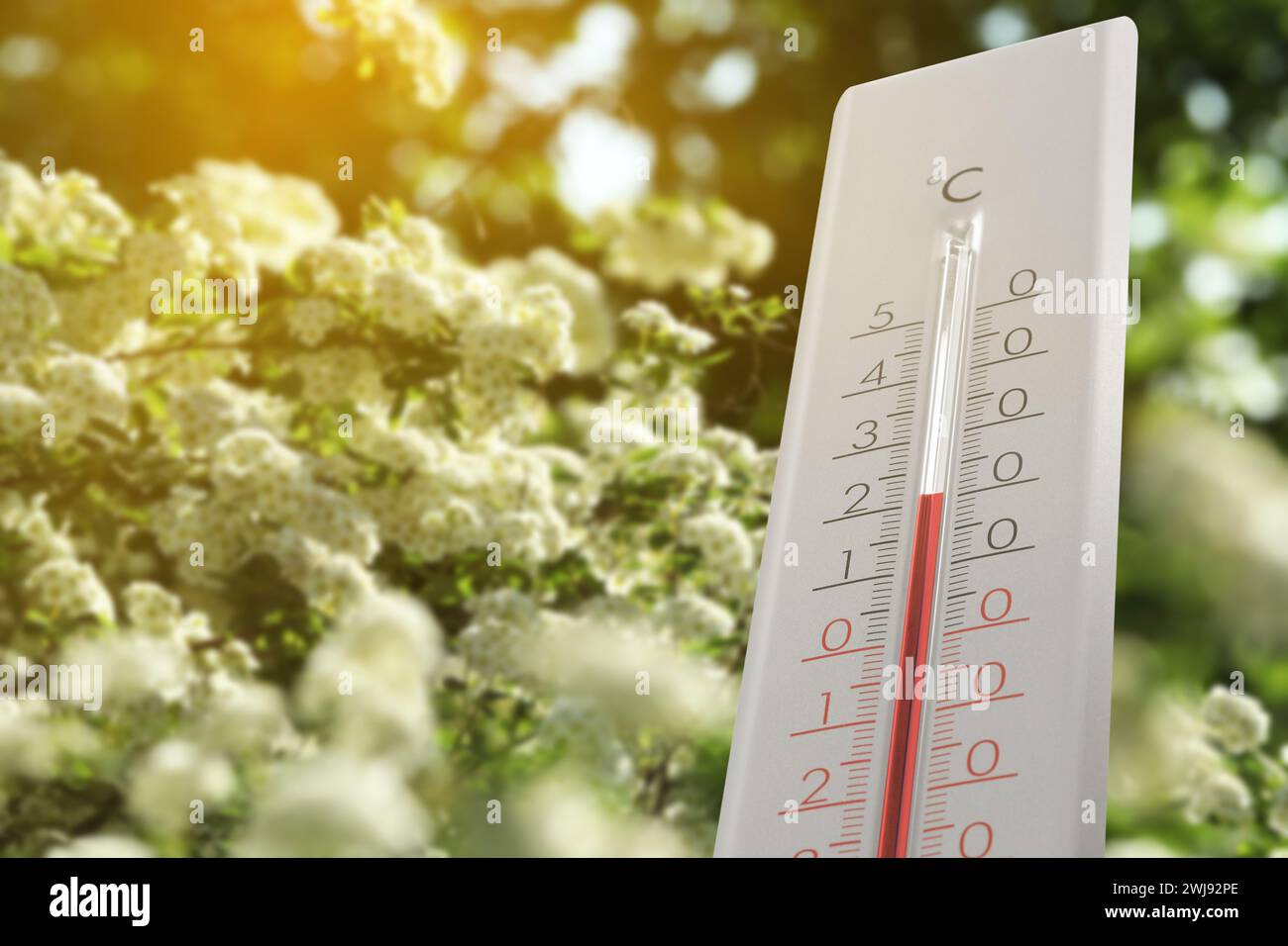 Thermometer and blossoming spiraea shrub outdoors. Temperature in ...