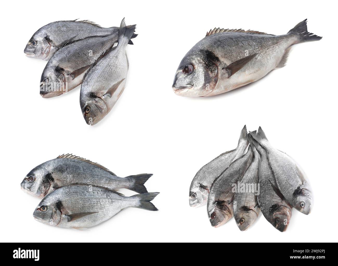 Raw dorada fish isolated on white, set Stock Photo - Alamy
