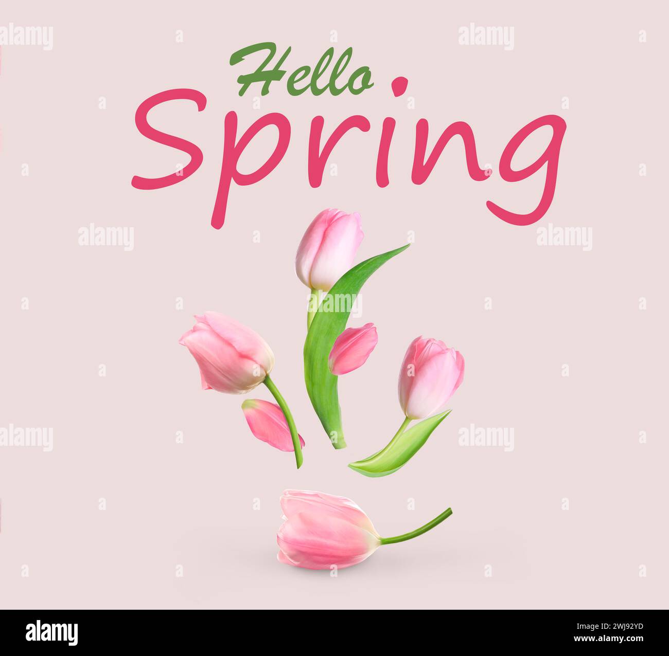 Hello Spring card. Beautiful tulips on light grey background Stock ...