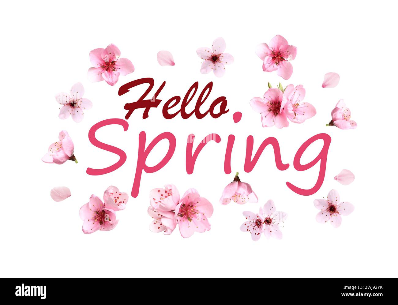 Hello Spring card design with beautiful pink flowers on white ...