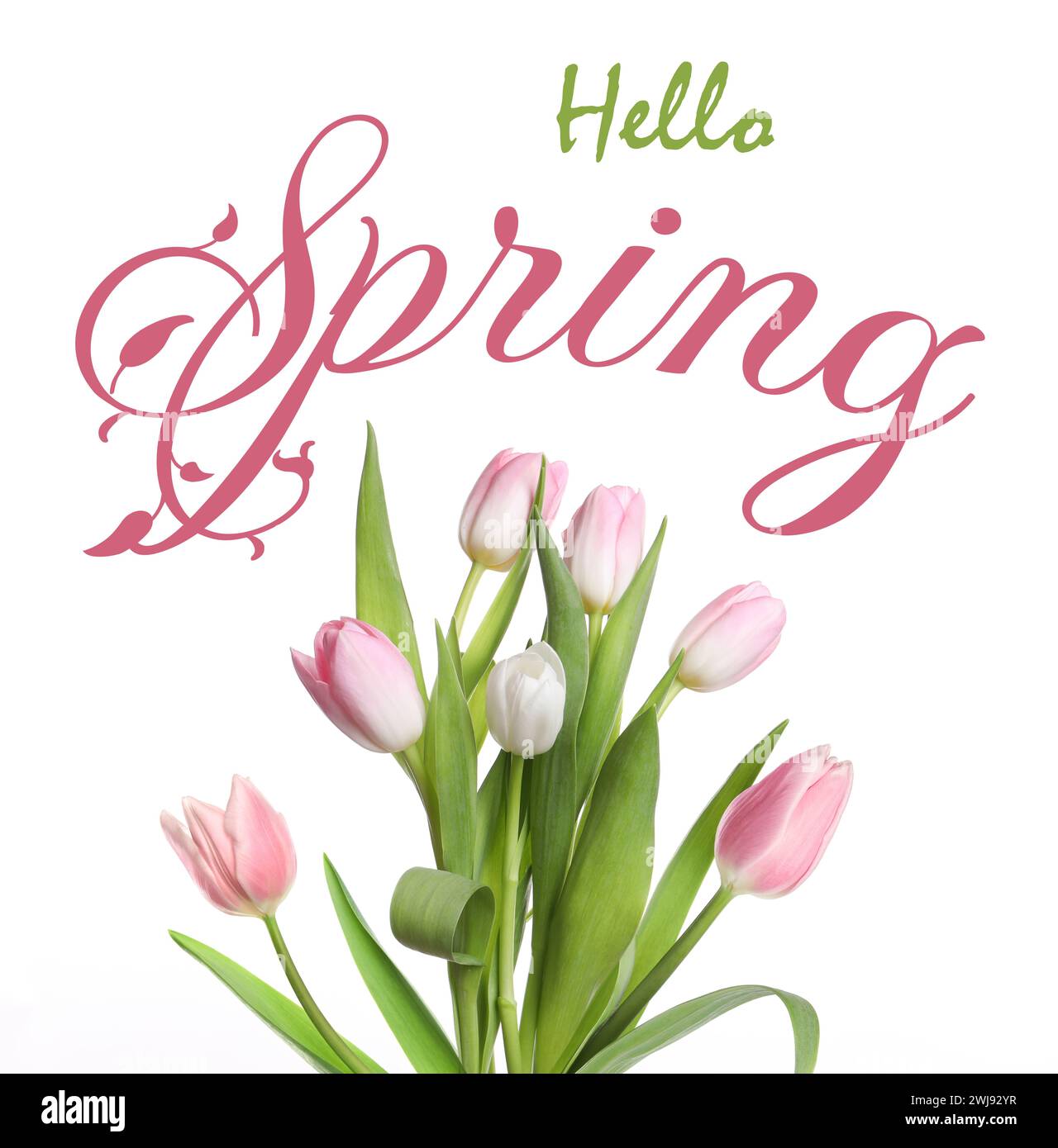 Hello Spring card. Beautiful tulips on white background Stock Photo - Alamy