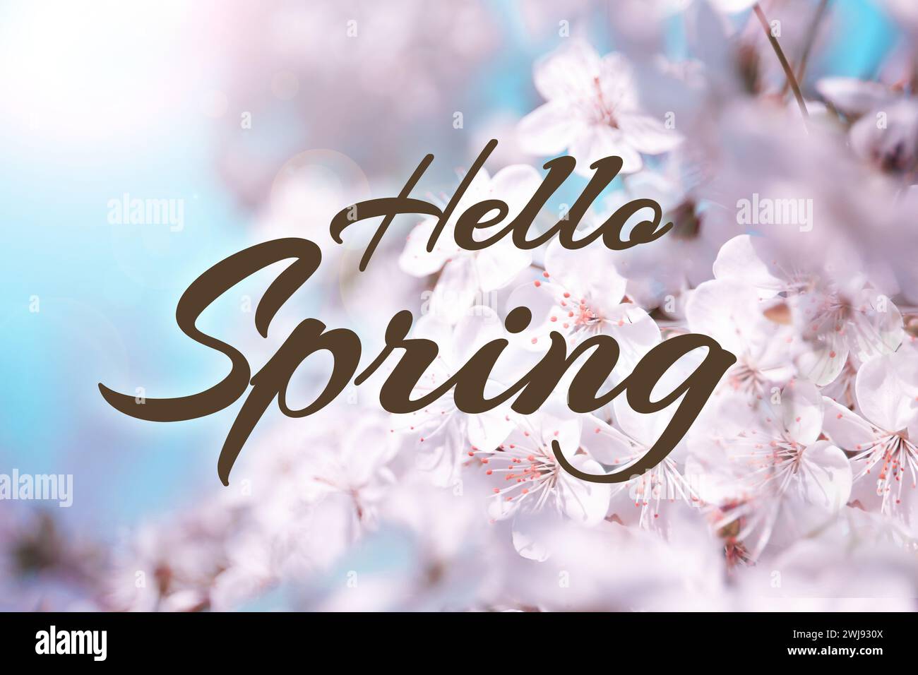 Hello Spring card design with beautiful cherry tree Stock Photo - Alamy
