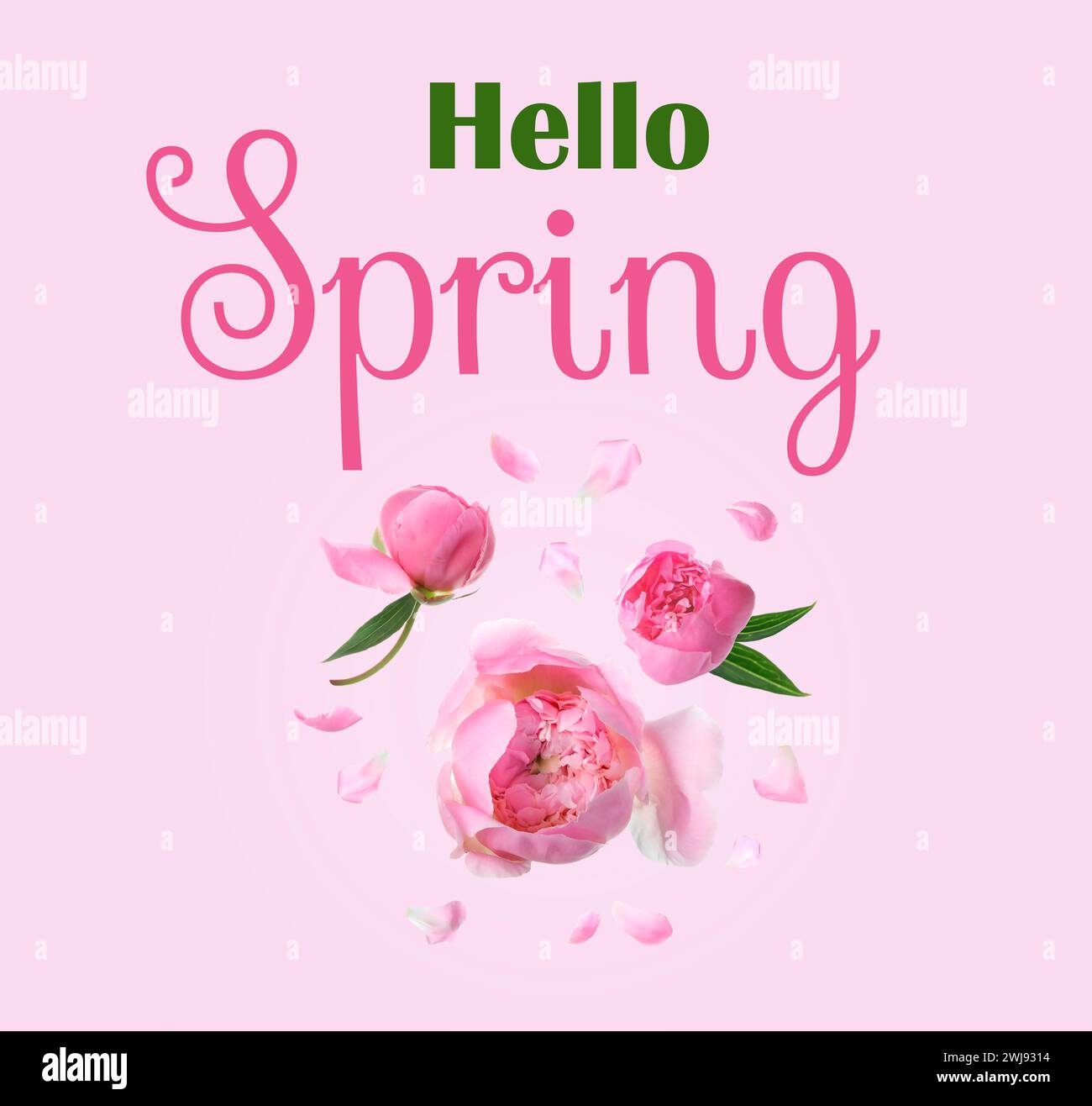 Hello Spring card design with beautiful peonies on pink background ...