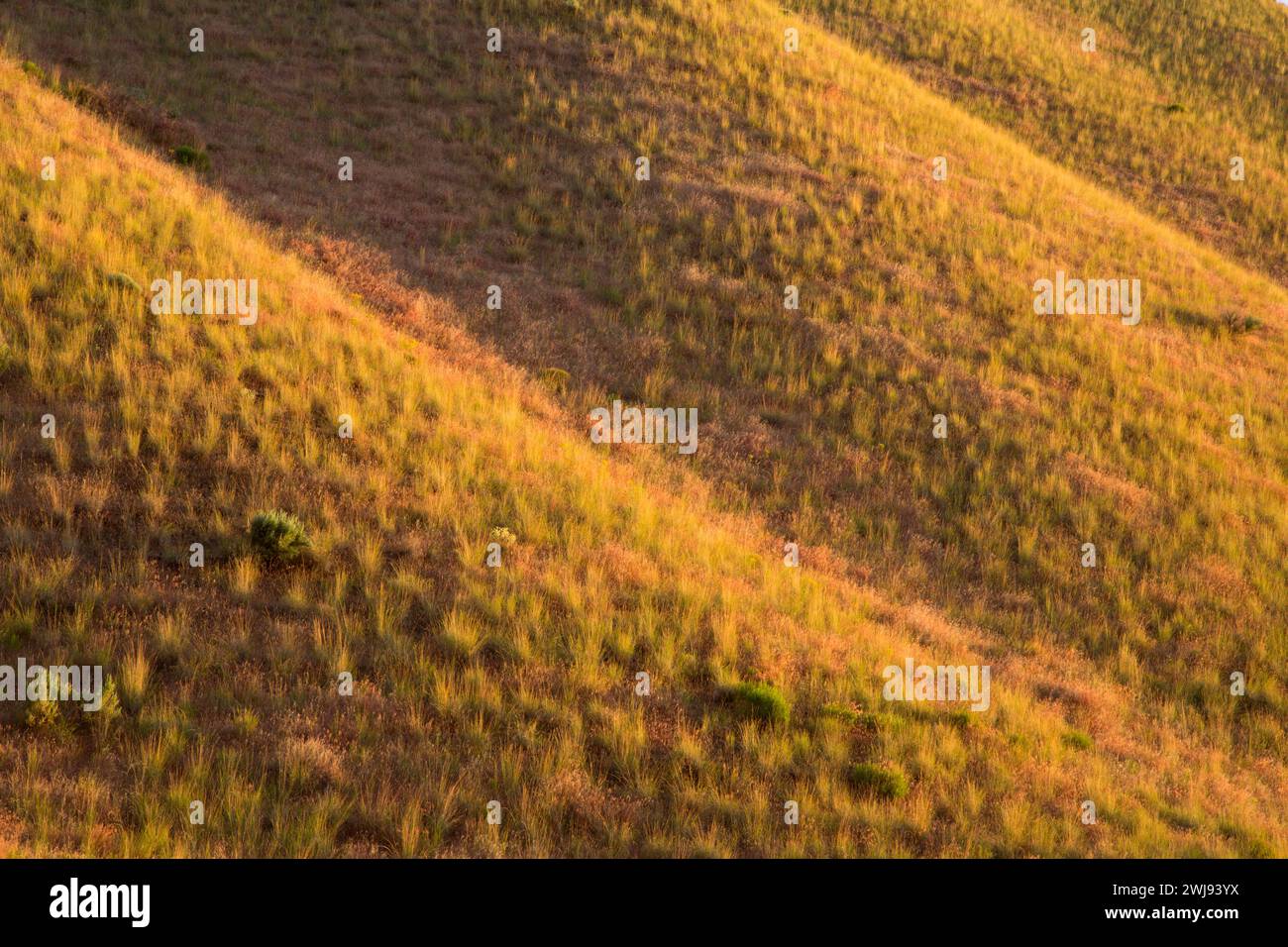 Bunchgrass hi-res stock photography and images - Alamy