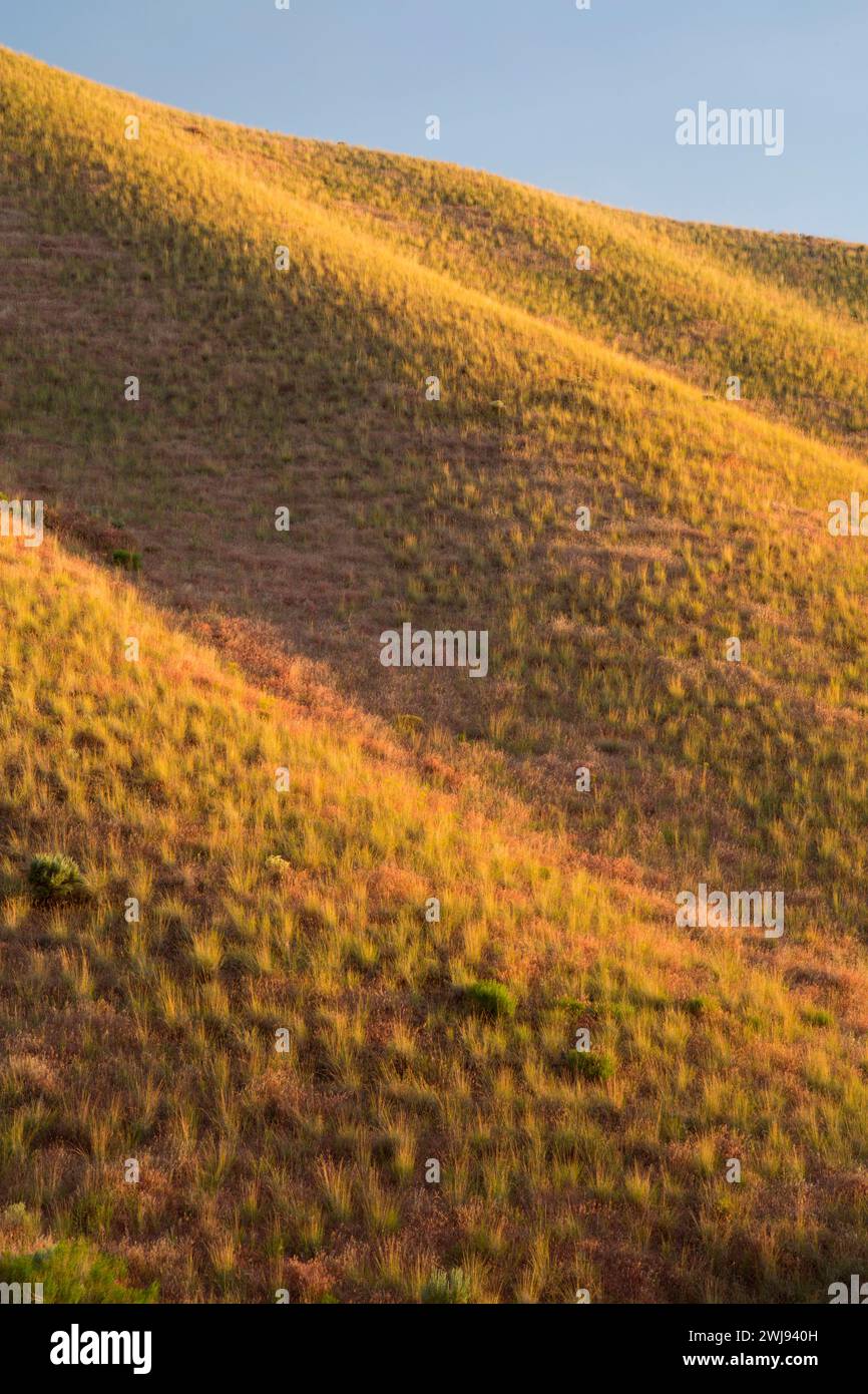 Bunchgrass hi-res stock photography and images - Alamy