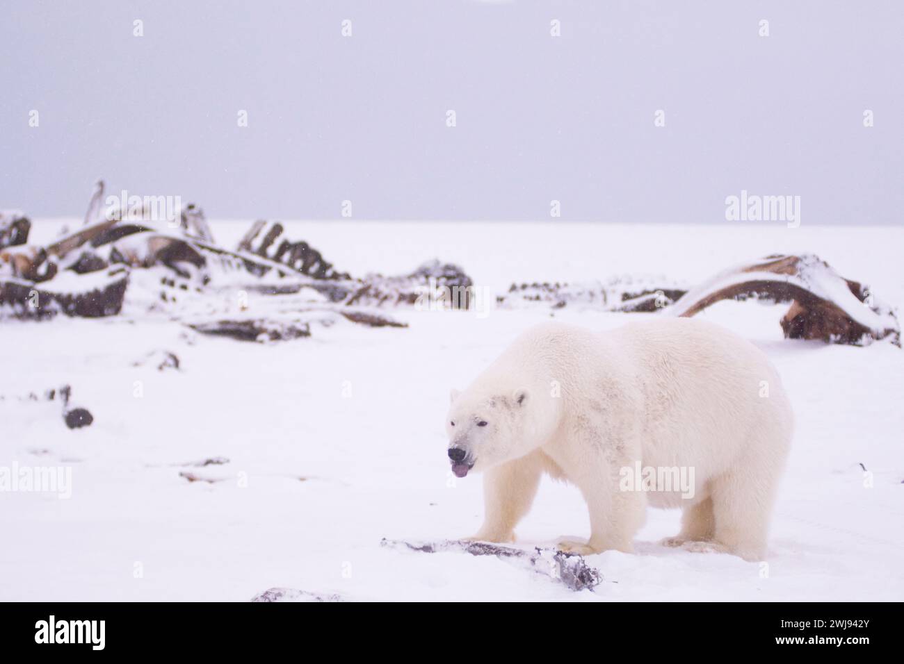 polar bear, Ursus maritimus, sow along a barrier island on the Arctic ...