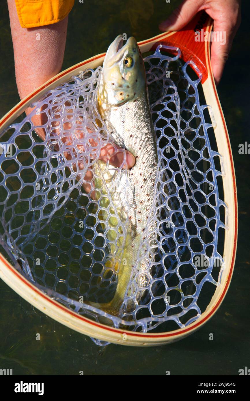 Brown trout in fishing net on Lower Owyhee River canyon, Vale District ...