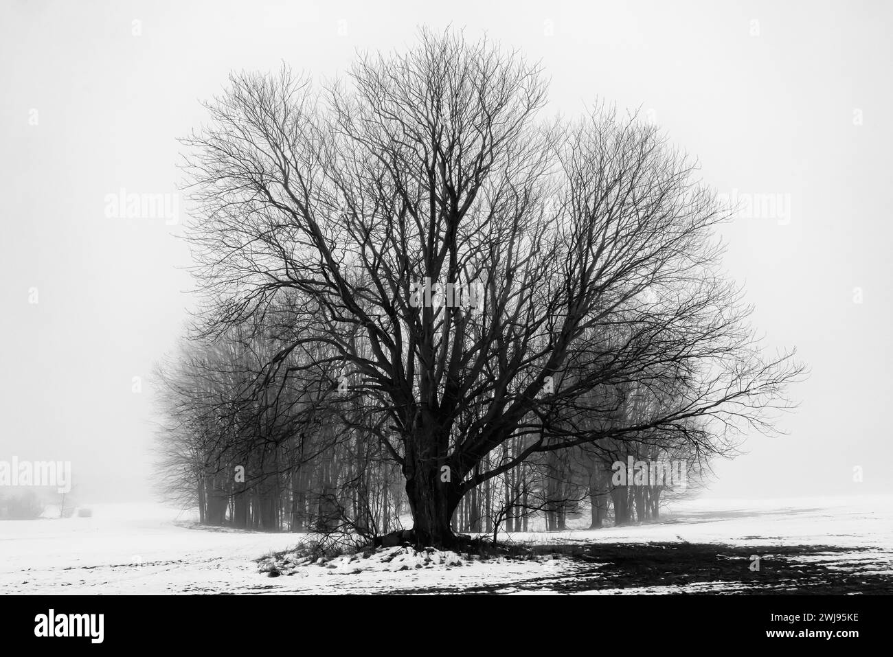 Tree in winter in a farm field in Mecosta County, Michigan, USA Stock ...