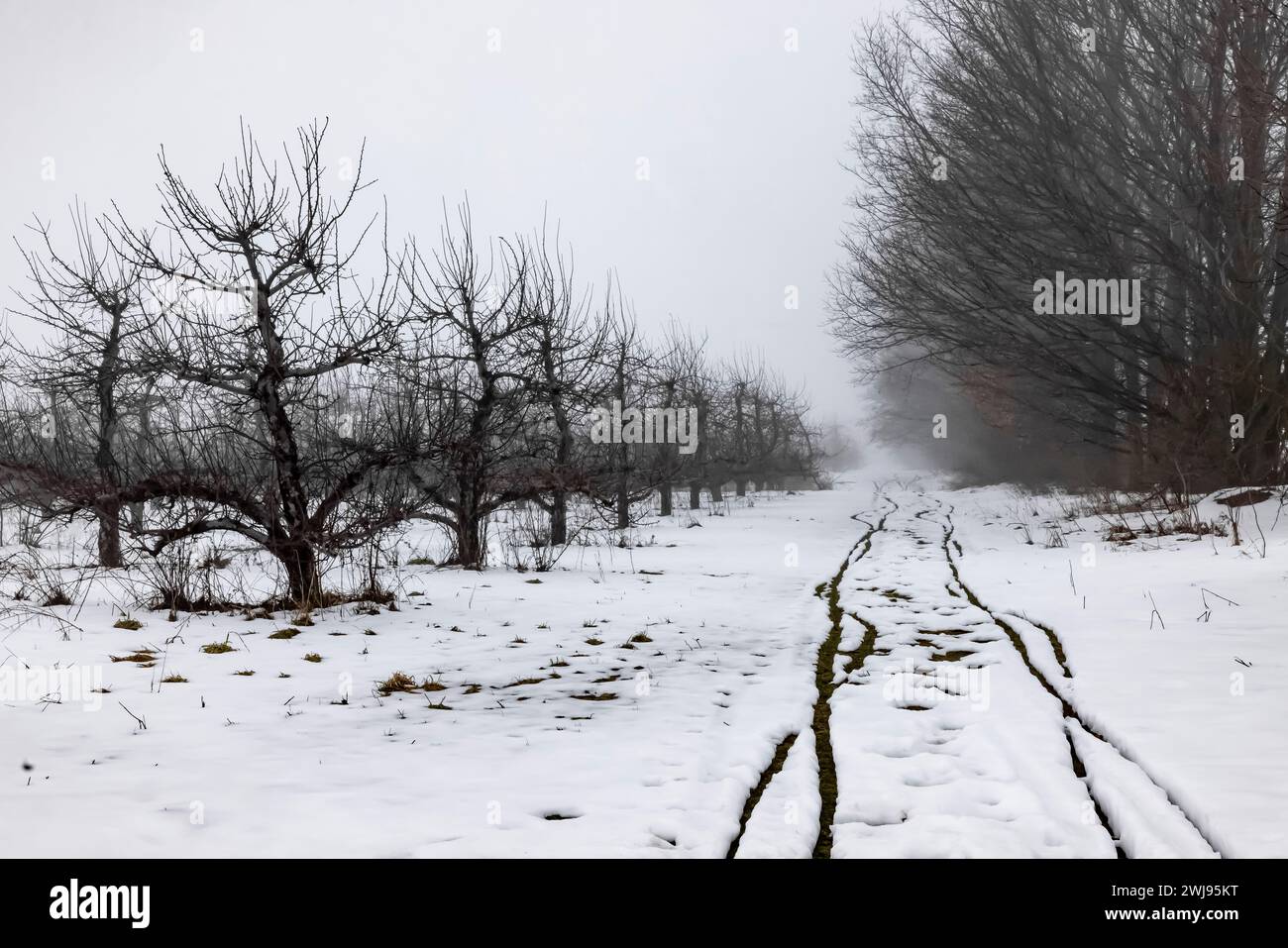 Amish apple orchard with buggy tracks in winter in Mecosta County ...