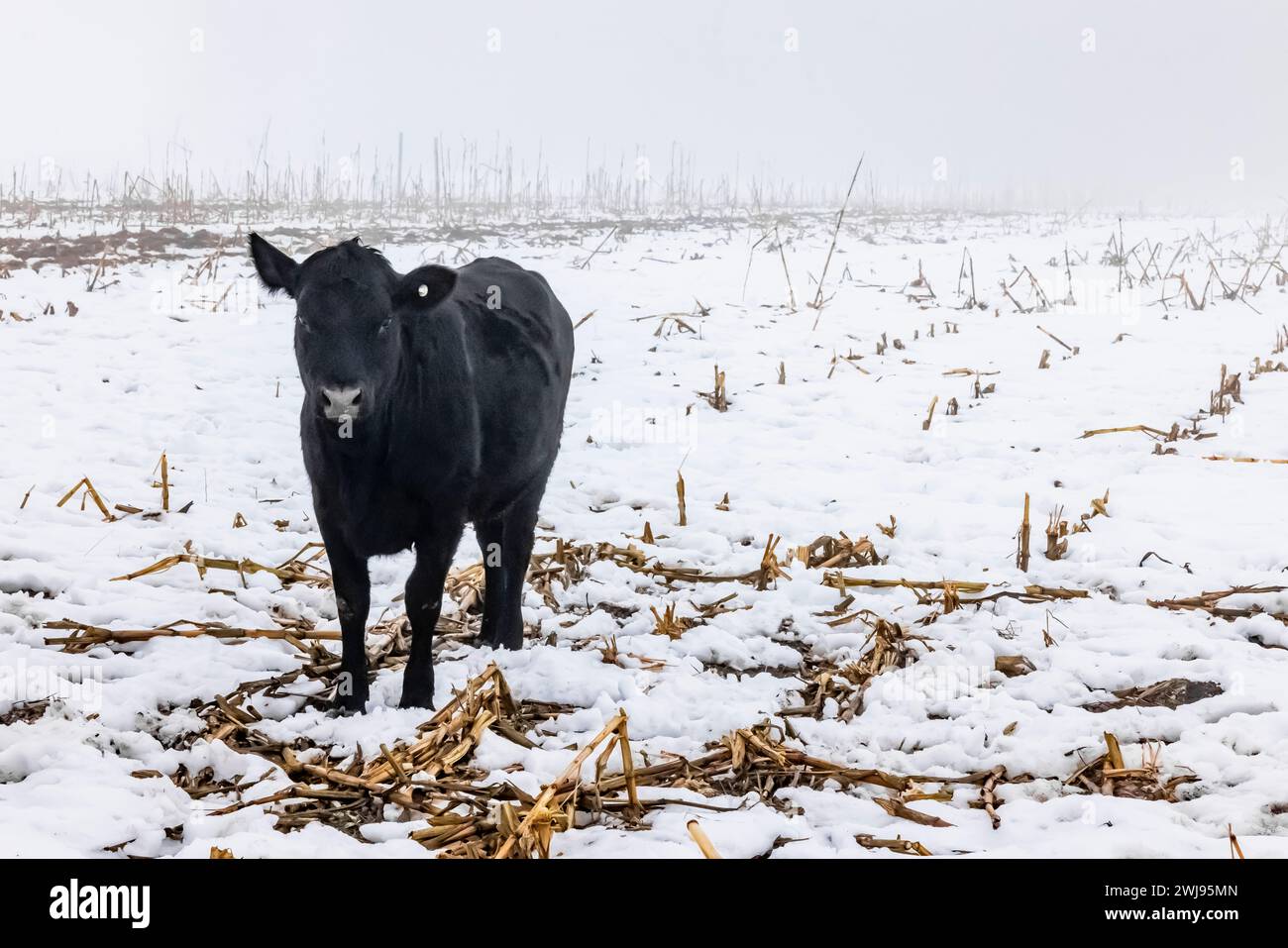 Amish cow feeding in a harvested cornfield in Mecosta County, Michigan ...