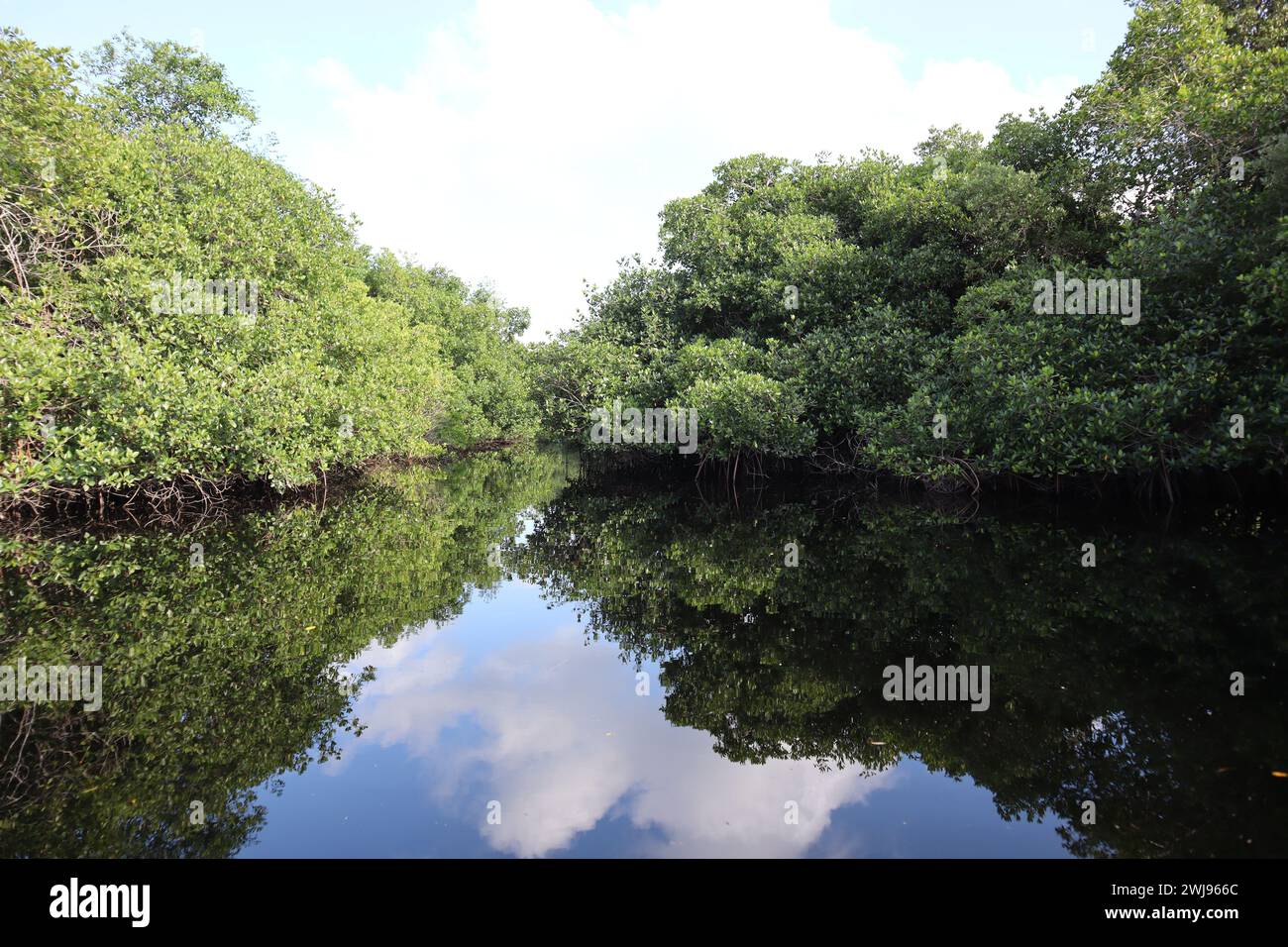 Mangrove in Tuxpan river Stock Photo - Alamy