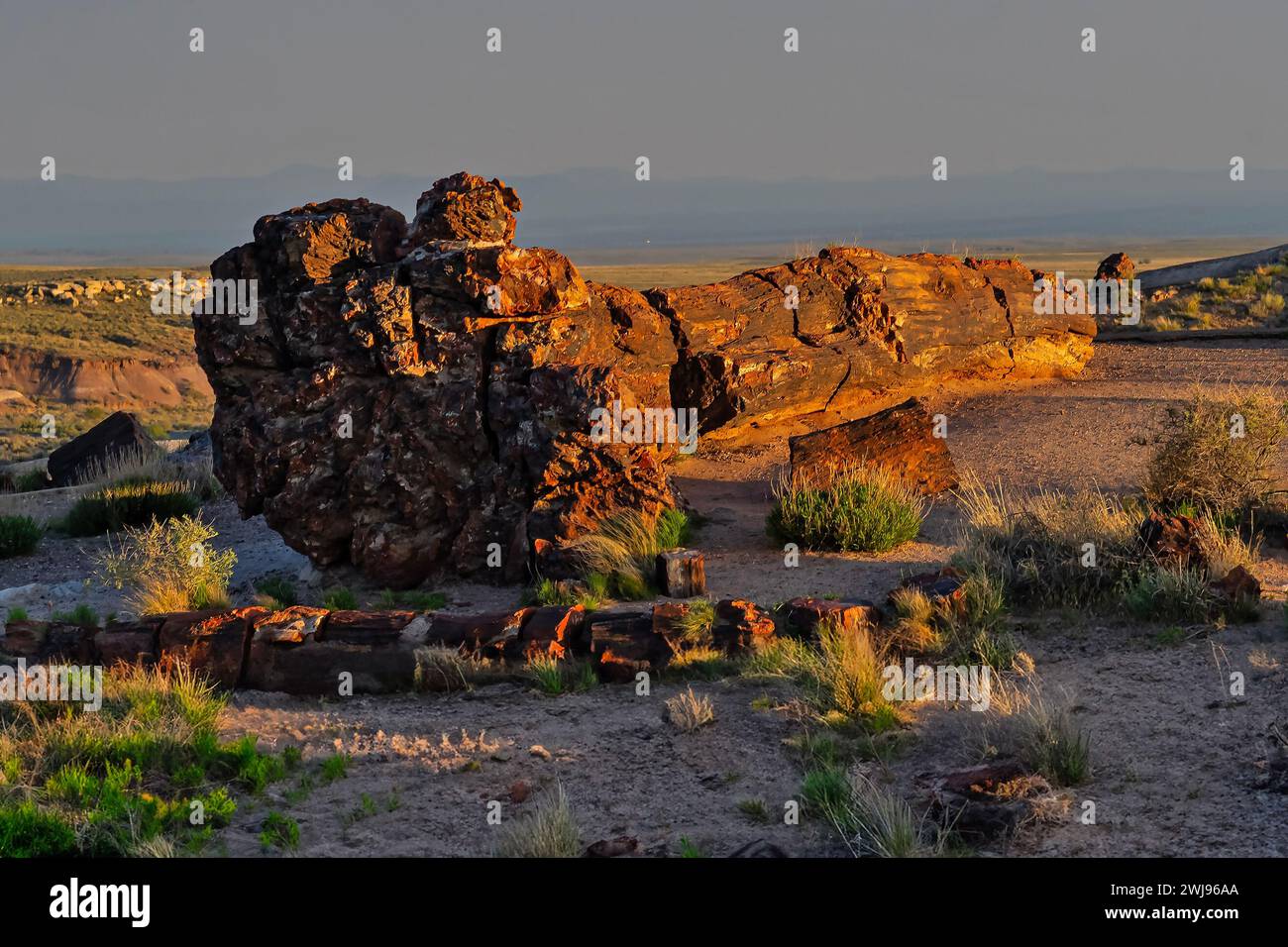 Giant petrified tree. Petrified Forest National Park, Arizona, USA ...