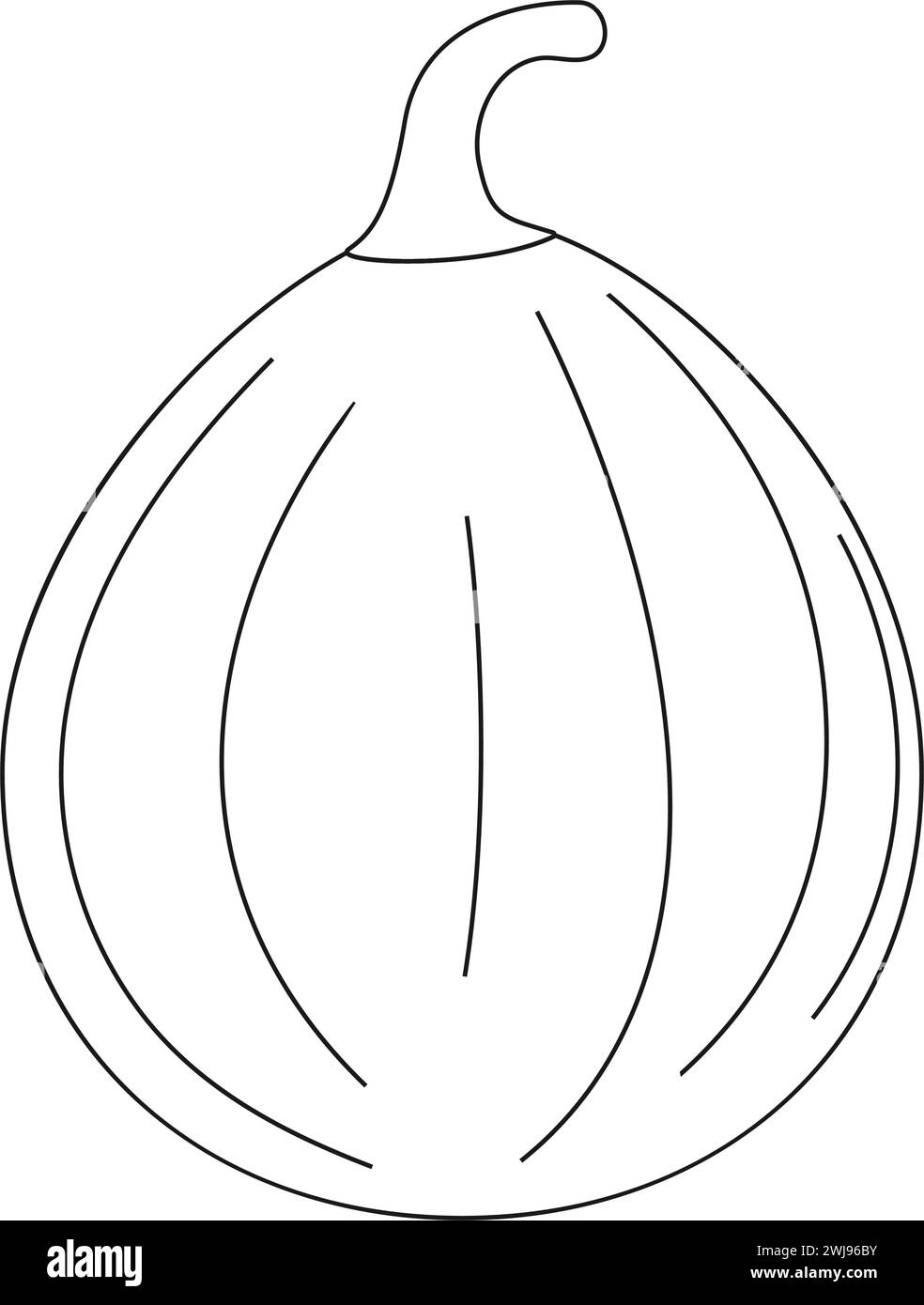 Nutmeg vector vectors hi-res stock photography and images - Alamy