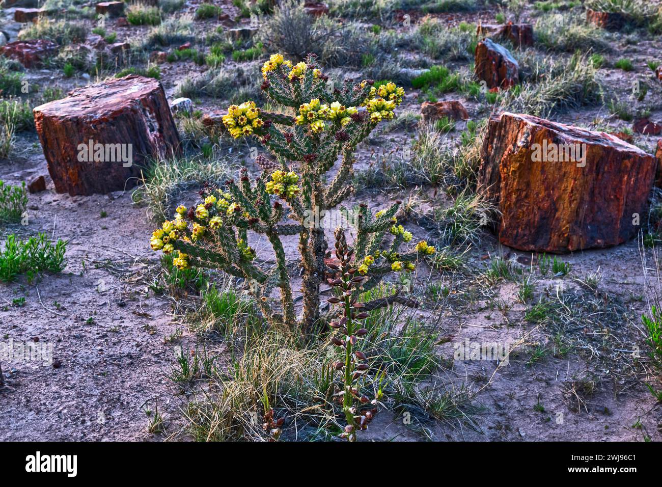 Rare plant with yellow flowers between two remains of petrified wood ...