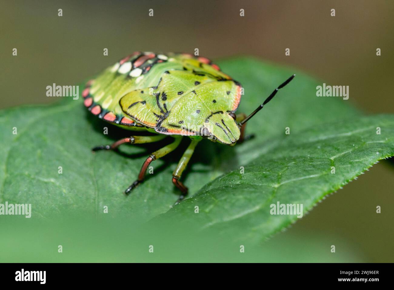 Southern green shield bug Stock Photo - Alamy