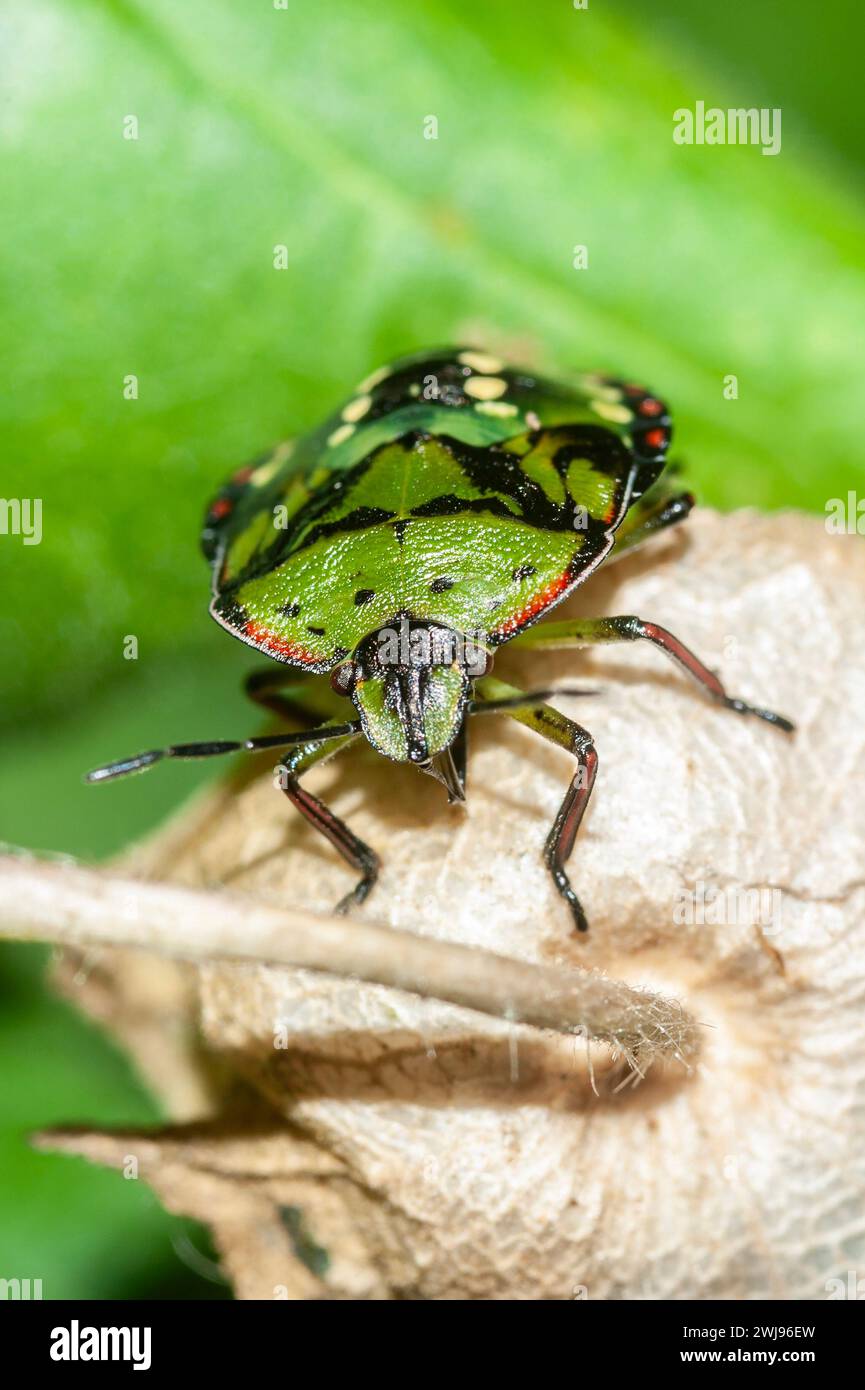 Southern green shield bug Stock Photo - Alamy