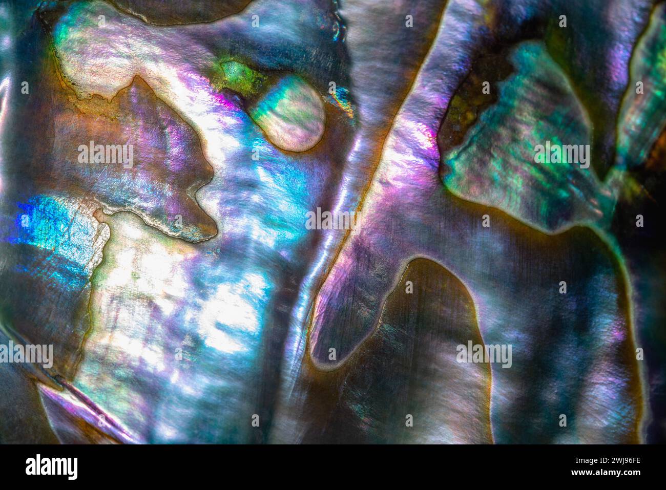 Polished abalone shell Stock Photo - Alamy
