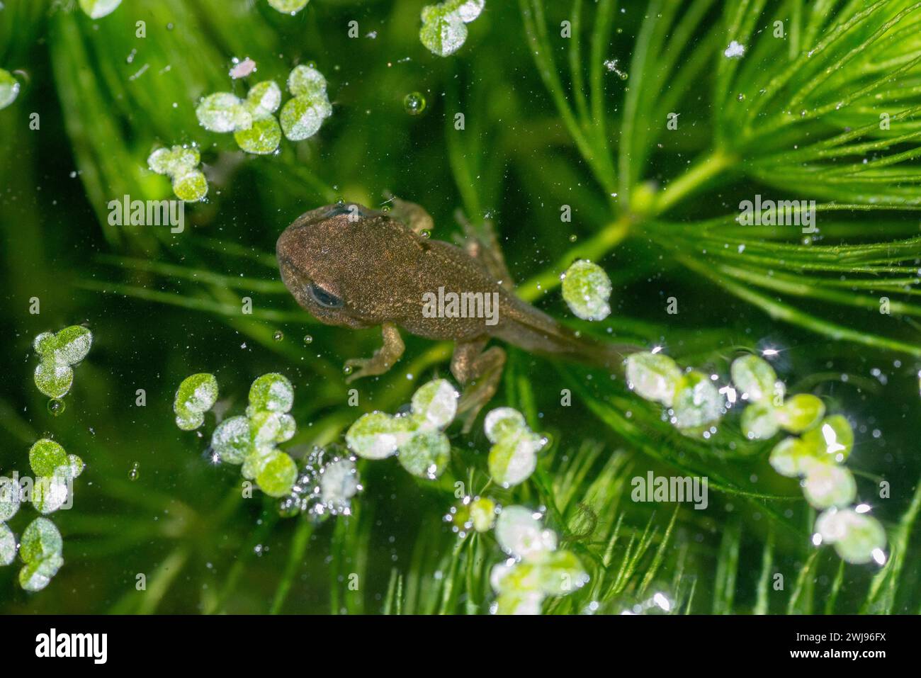Froglet in water Stock Photo - Alamy