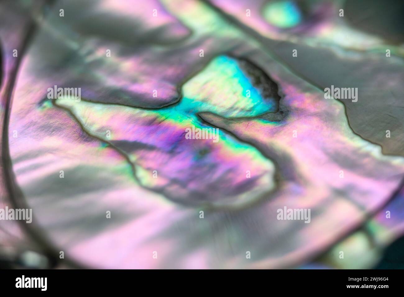 Polished abalone shell Stock Photo - Alamy