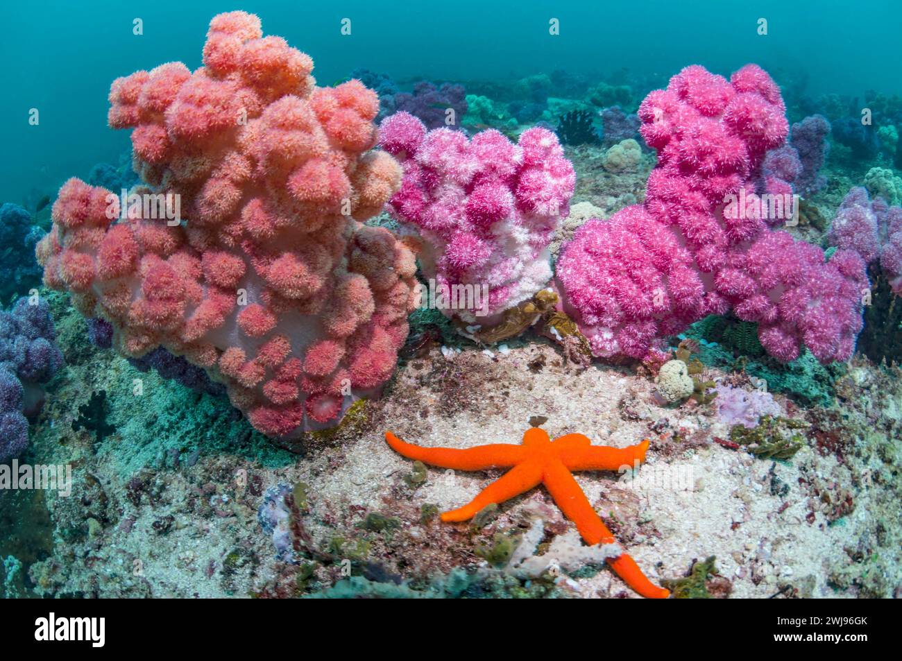 Luzon starfish and soft coral reef Stock Photo - Alamy
