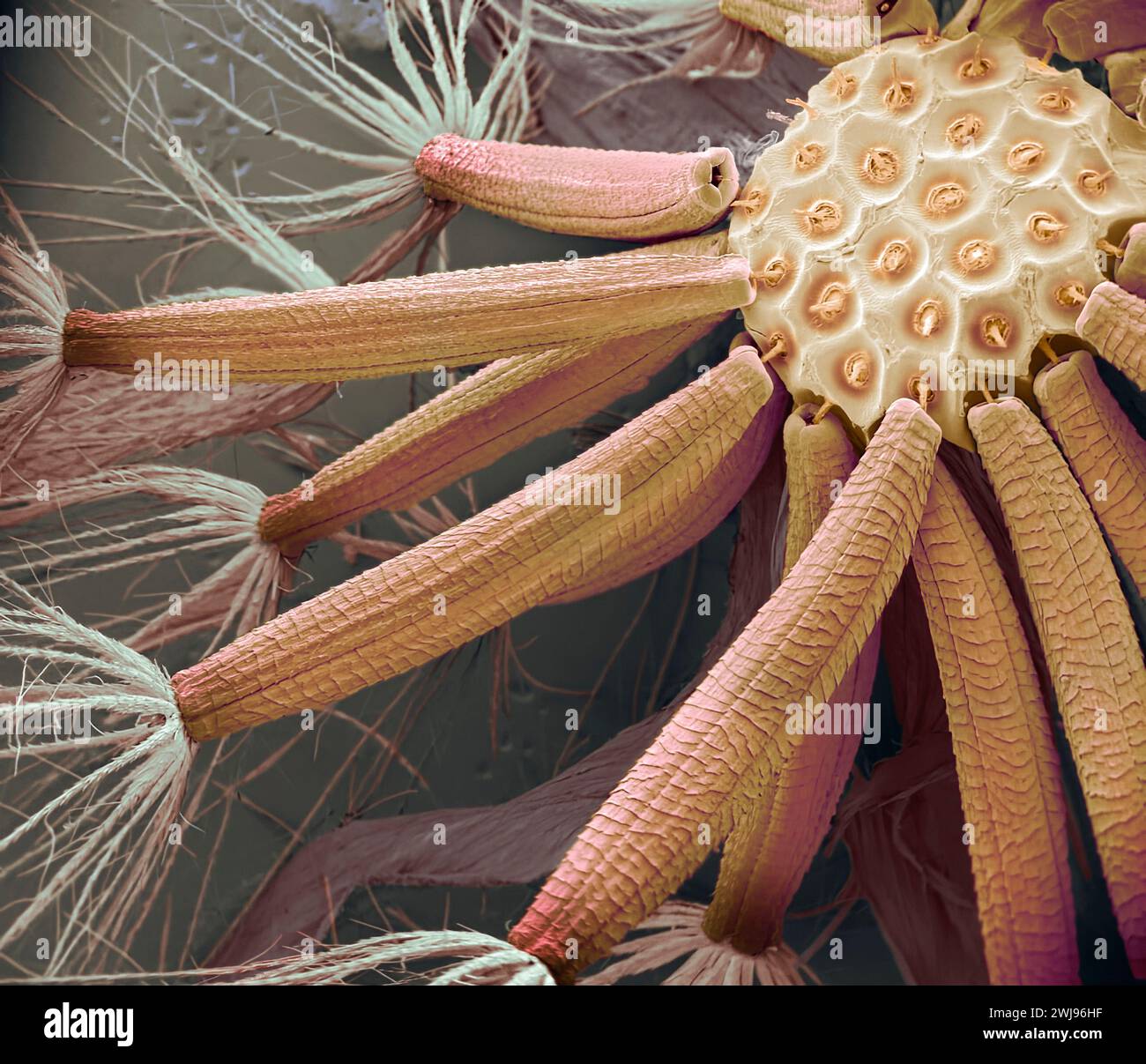 Daisy seed head, SEM Stock Photo - Alamy