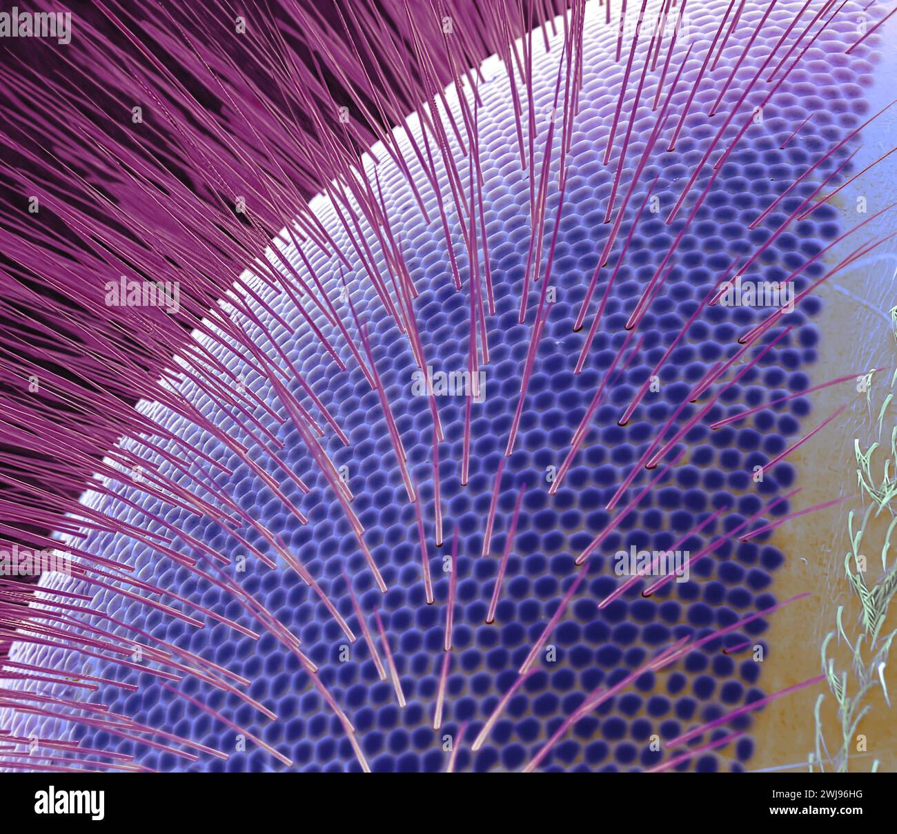 Bee eye, SEM Stock Photo - Alamy