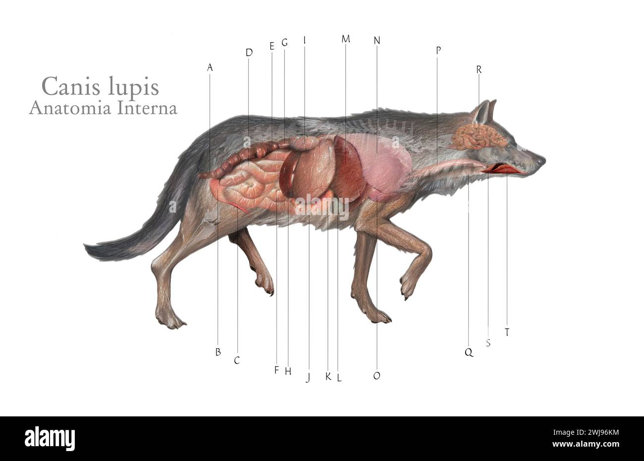 Grey wolf anatomy, illustration Stock Photo - Alamy