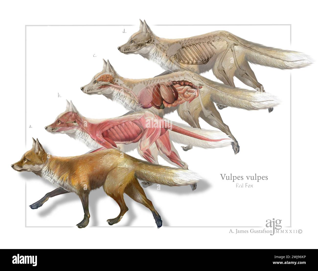 Red fox anatomy, illustration Stock Photo - Alamy