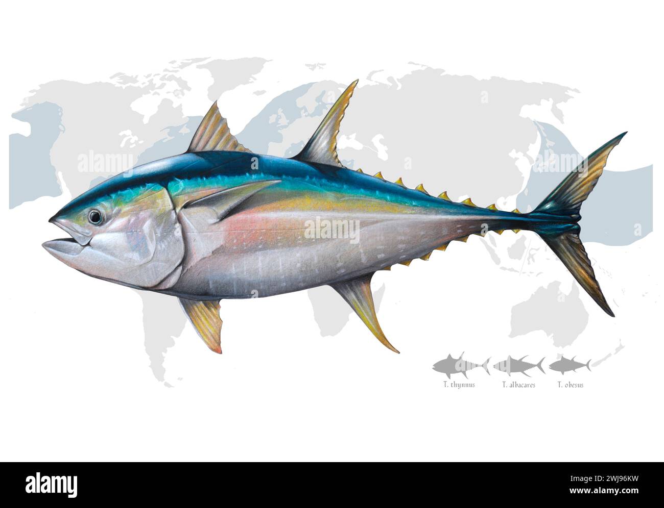 Atlantic bluefin tuna, illustration Stock Photo - Alamy