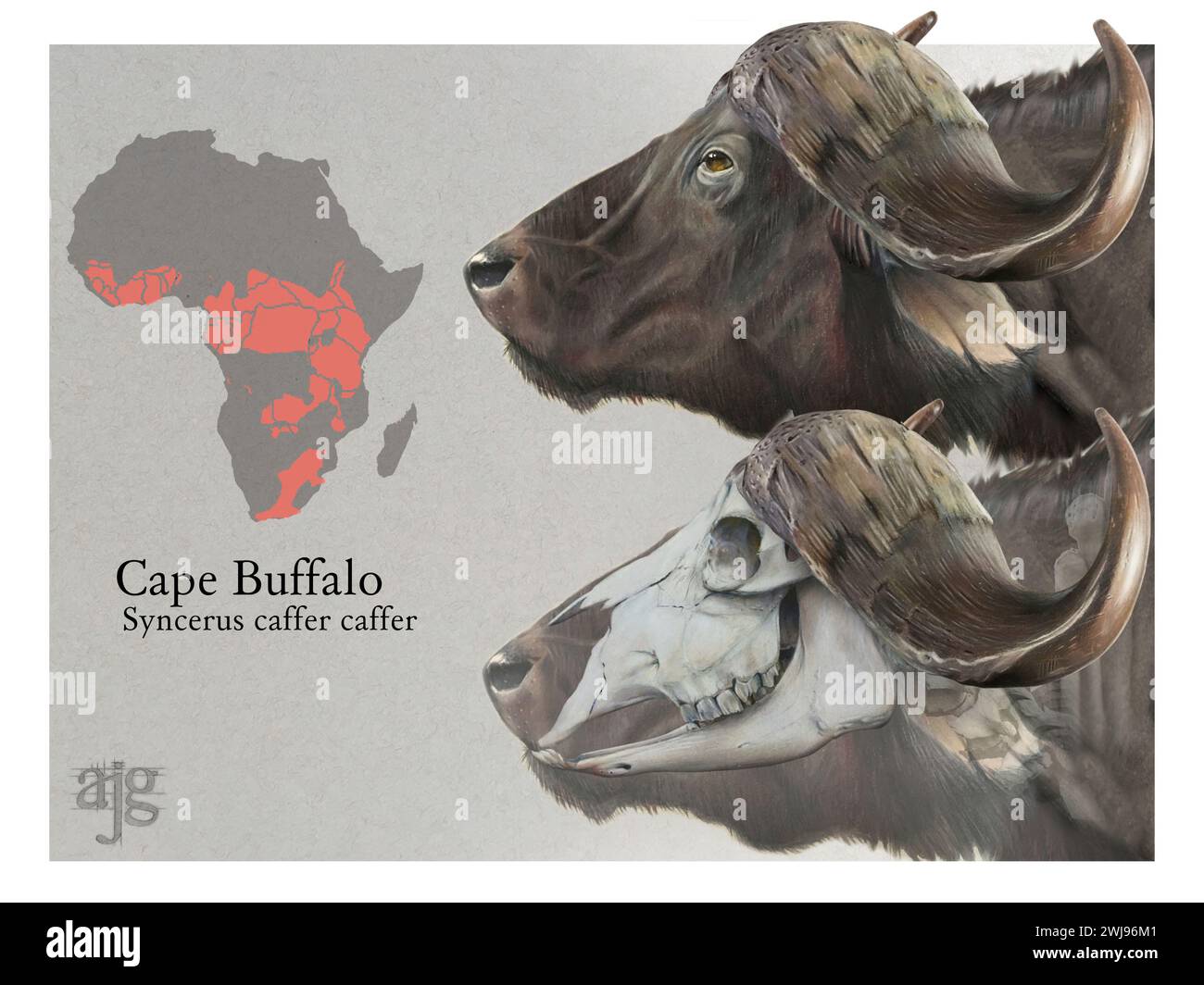 Cape buffalo head, illustration Stock Photo - Alamy